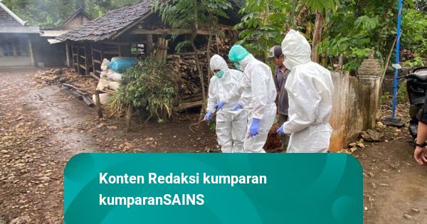 Penyakit Antraks Menggila di Gunungkidul, Kenali Bahaya dan Gejalanya | kumparan.com